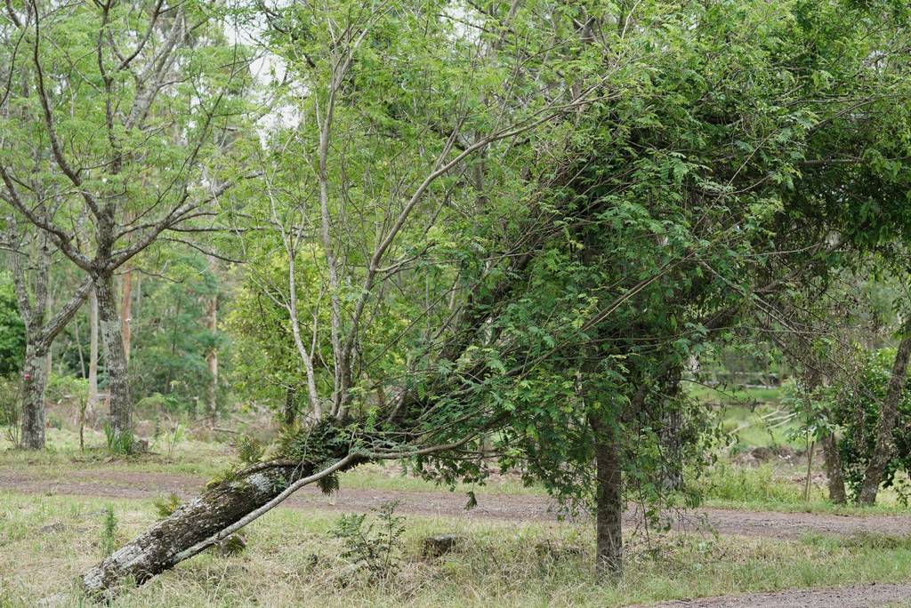 Vietomis stiprus vėjas vartė medžius • Suvalkietis