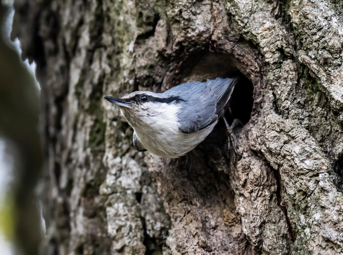 Bukutis verčia stebėtis • Suvalkietis